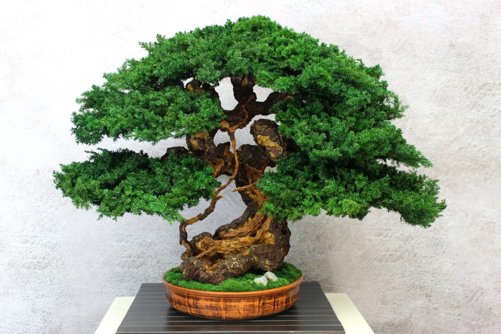 Unique preserved Bonsai Trees - ArtBonsaiTrees.com